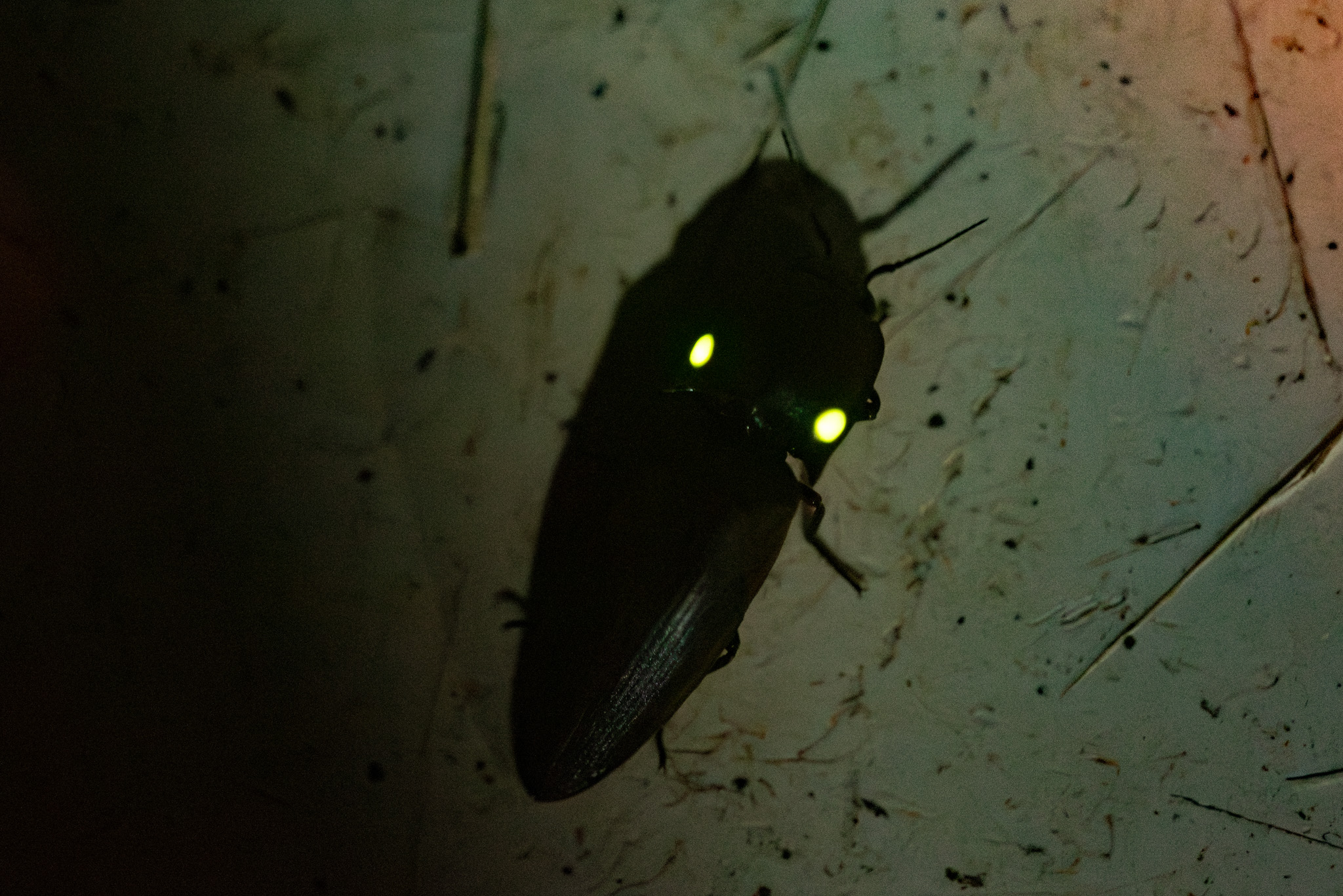 Coleoptera | Insect Symbiosis Lab