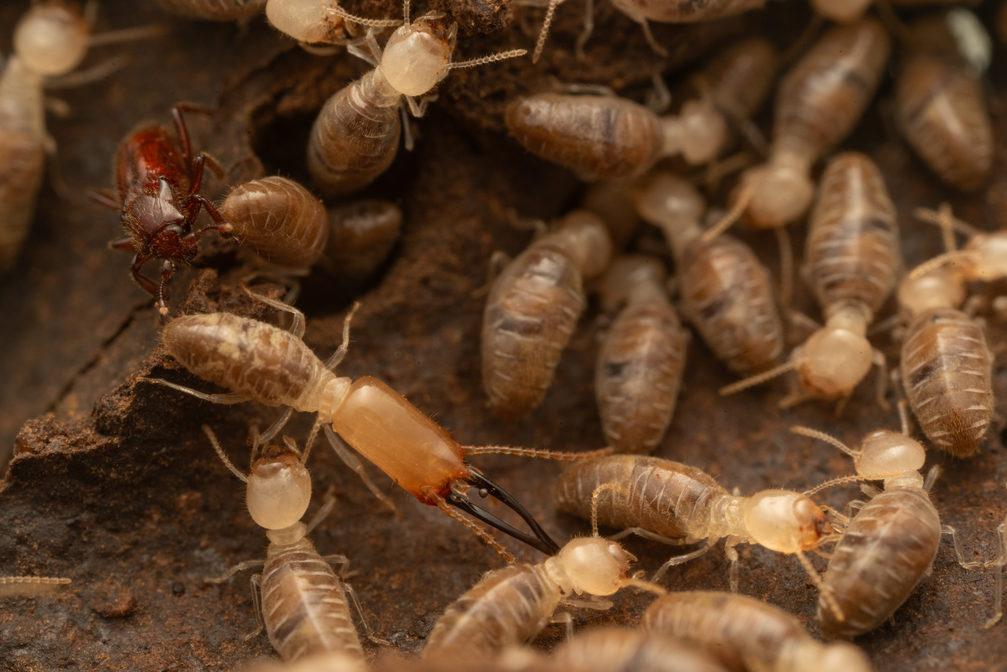 Other termitophiles | Insect Symbiosis Lab